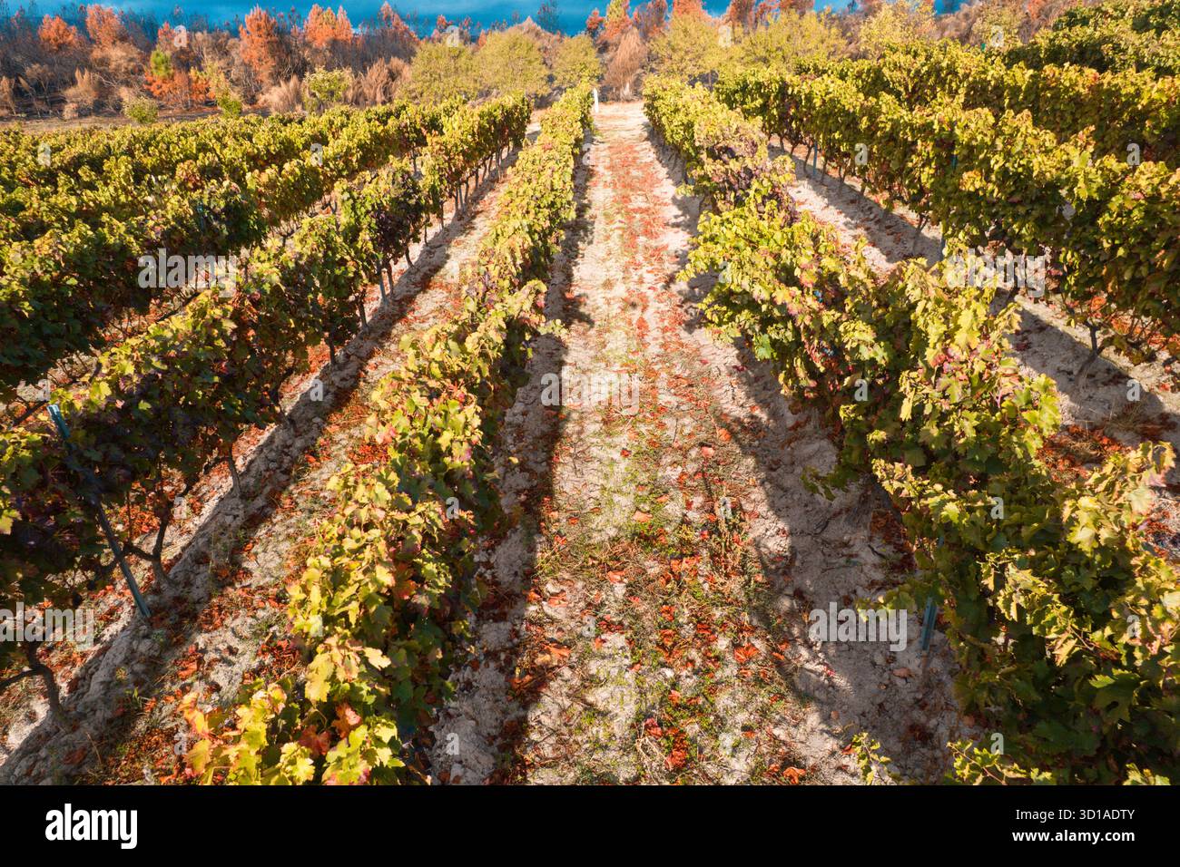 The beautiful golden colors of a wine region in the fall season A ...