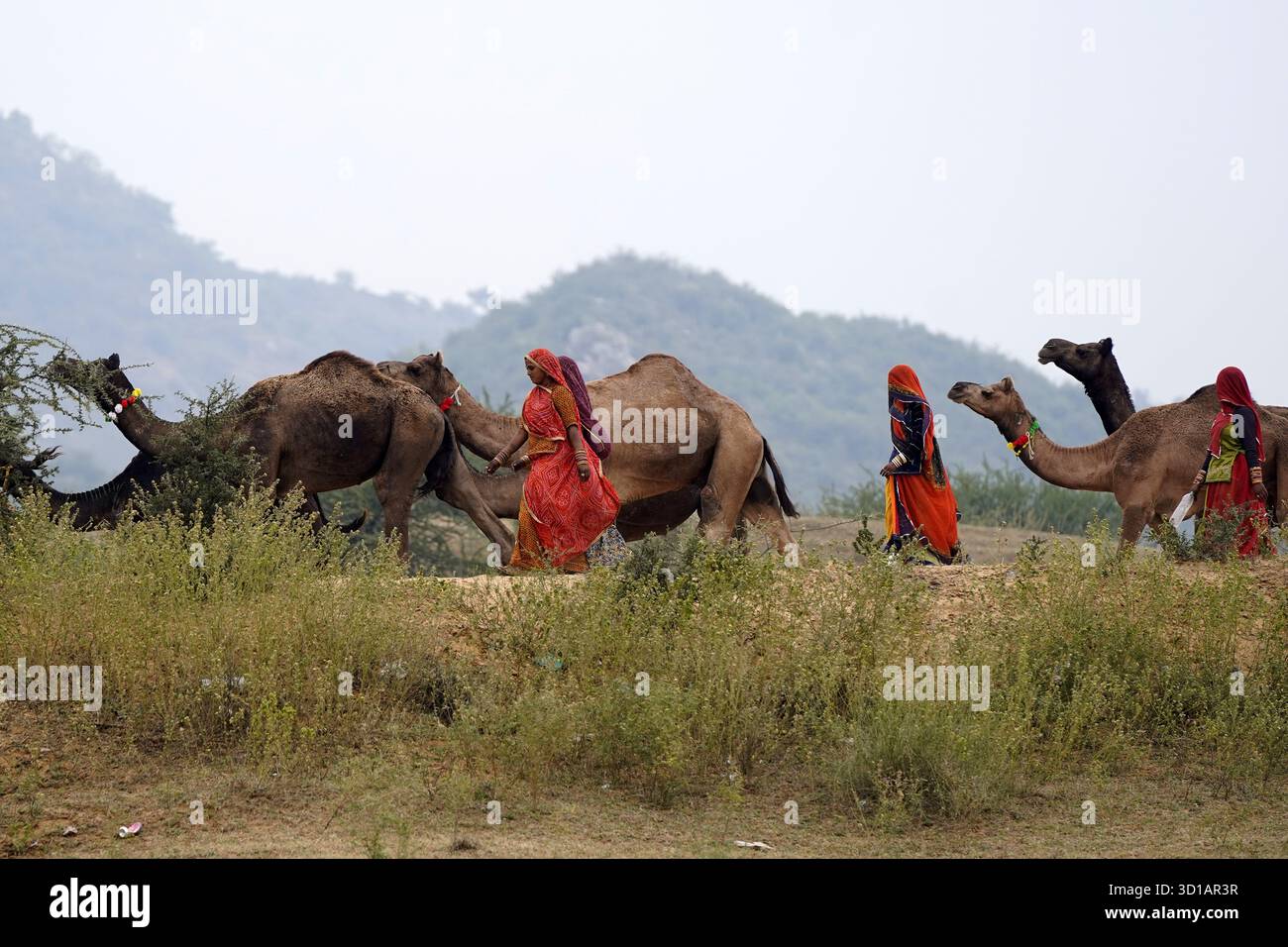 Pushkar in Rajasthan, India. 27 Oct, 2025. Indian Camel herders with ...