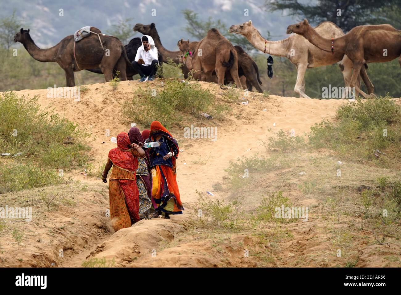 Pushkar in Rajasthan, India. 27 Oct, 2025. Indian Camel herders with their livestock at the ...