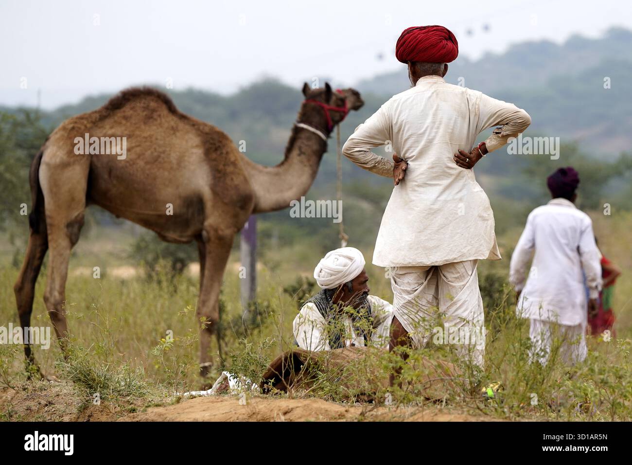 Pushkar in Rajasthan, India. 27 Oct, 2025. Indian Camel herders with ...