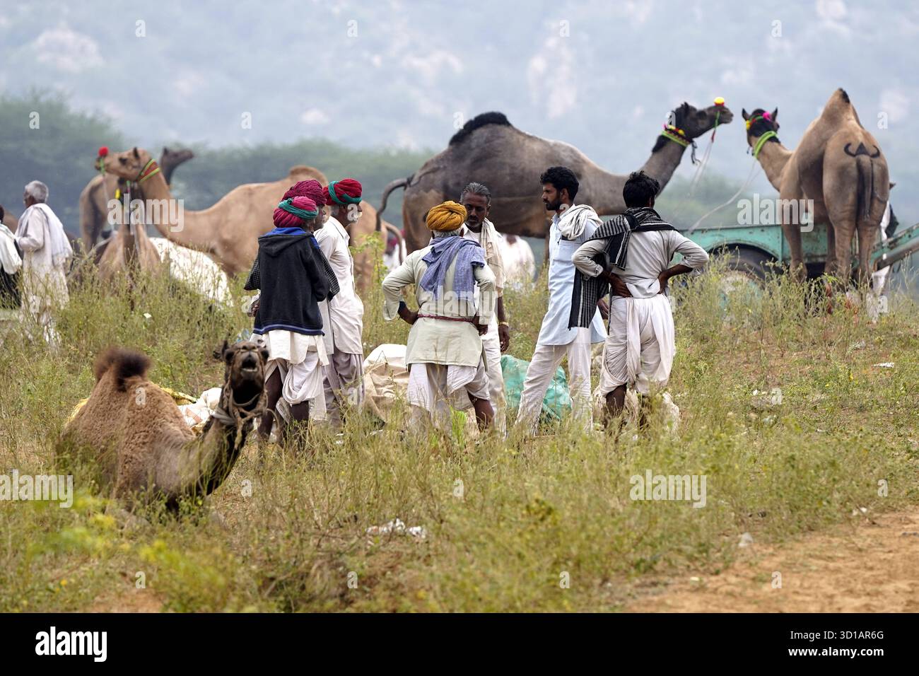 Pushkar in Rajasthan, India. 27 Oct, 2025. Indian Camel herders with ...