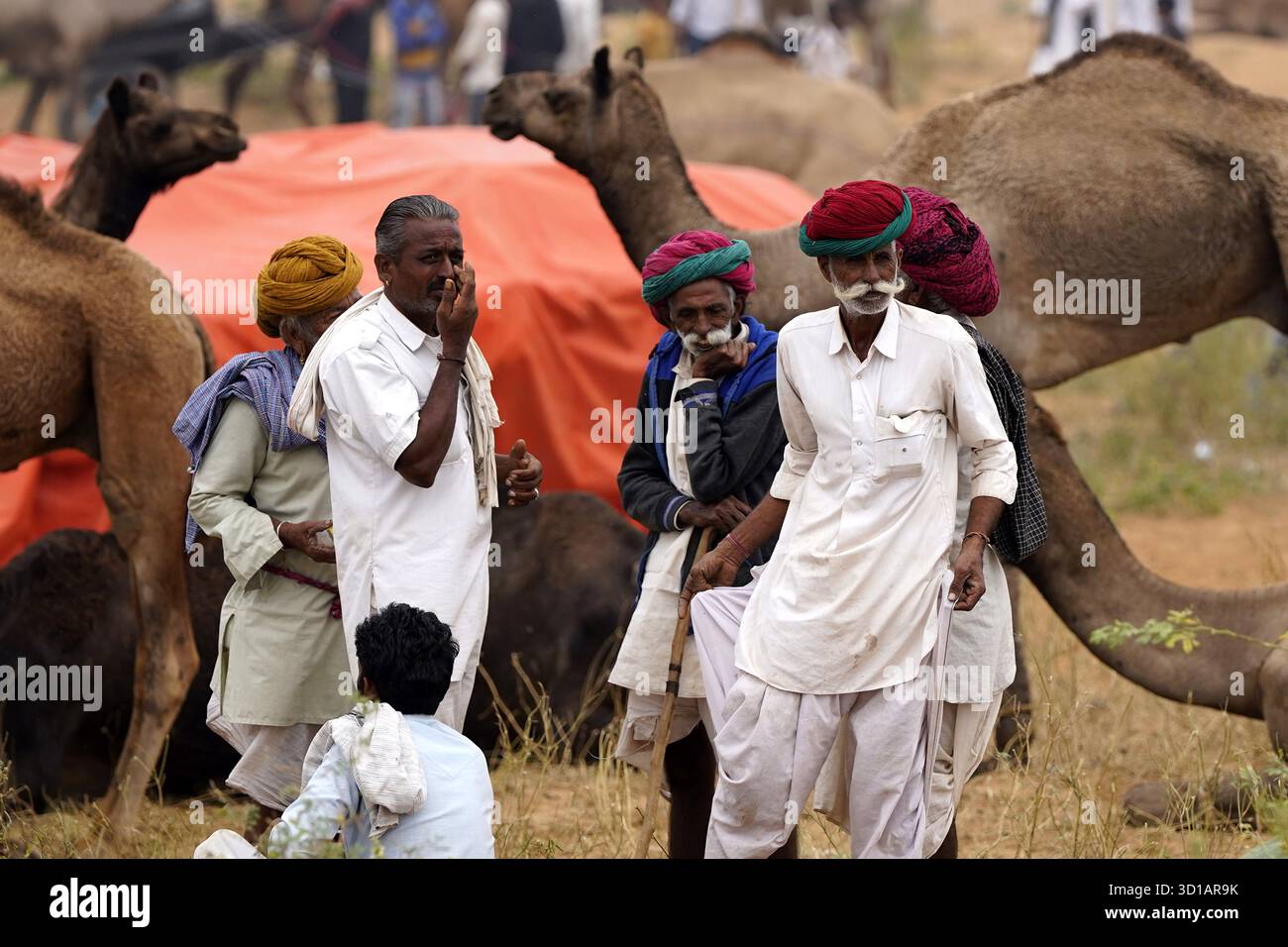 Pushkar in Rajasthan, India. 27 Oct, 2025. Indian Camel herders with ...