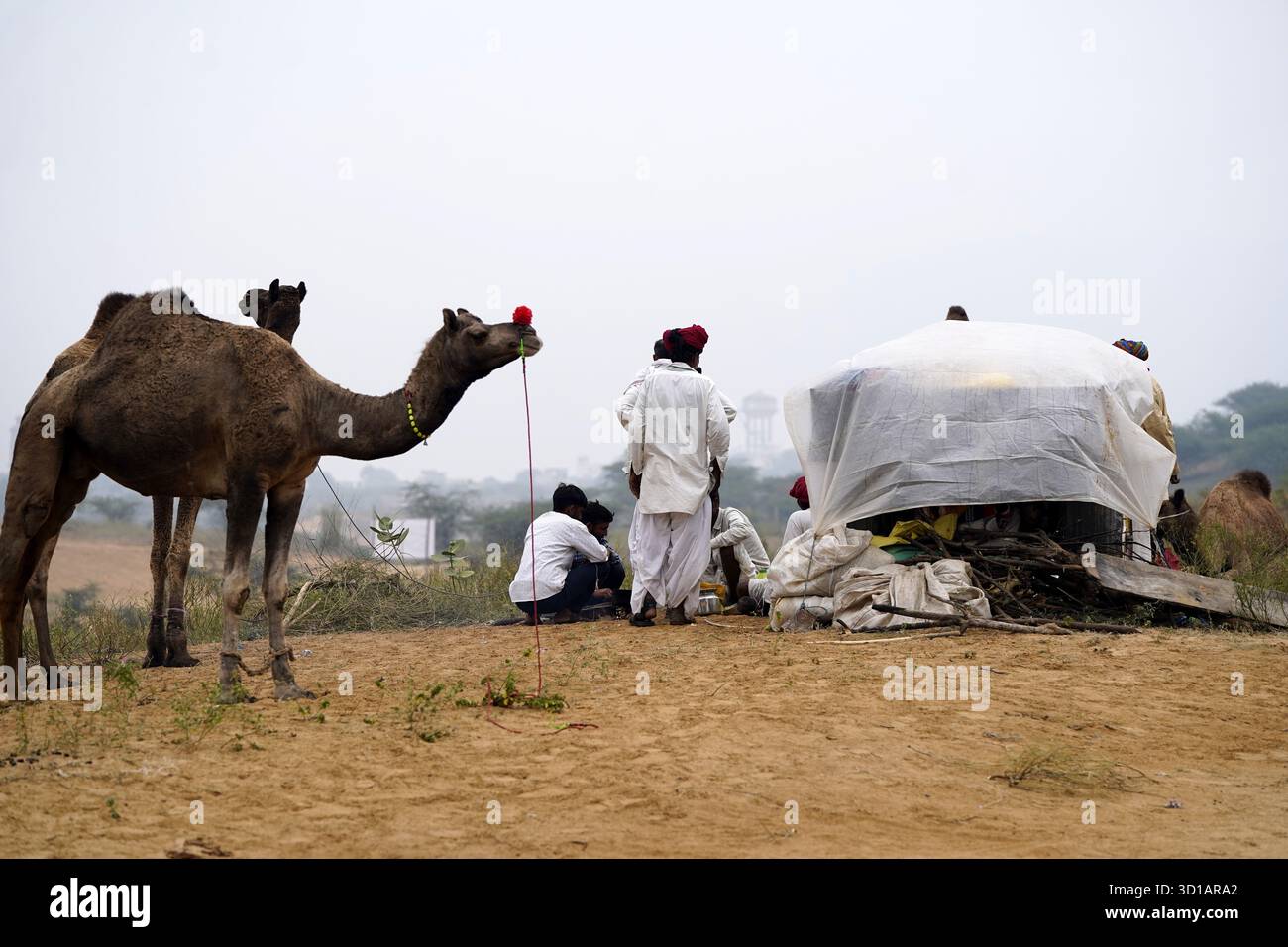 Pushkar in Rajasthan, India. 27 Oct, 2025. Indian Camel herders with ...