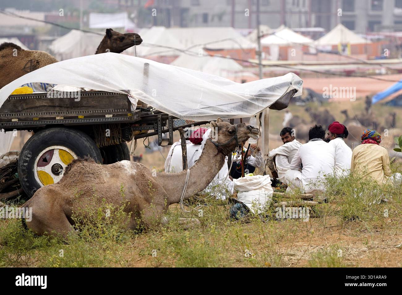 Pushkar in Rajasthan, India. 27 Oct, 2025. Indian Camel herders with ...