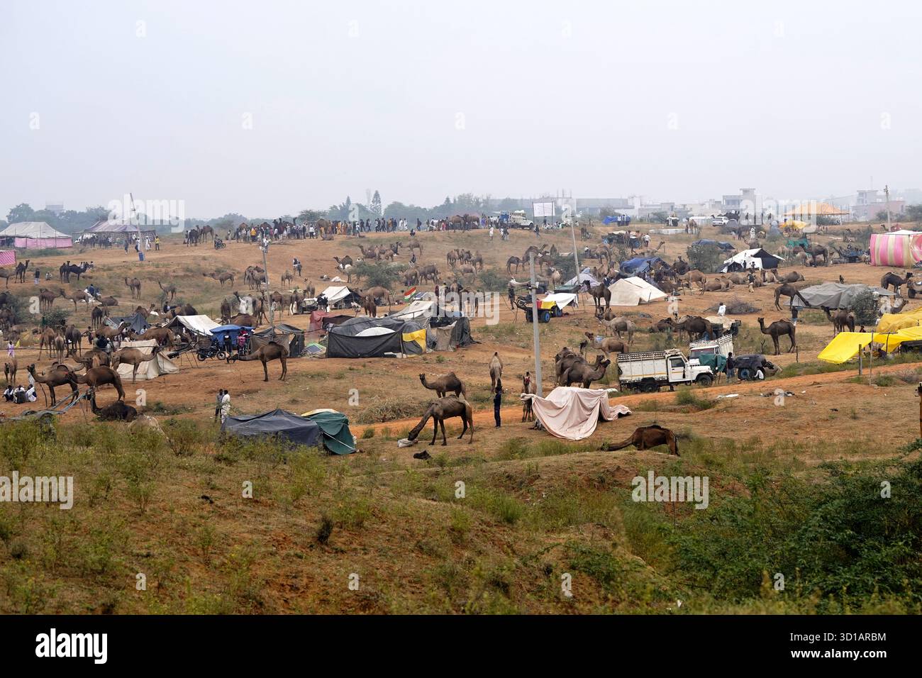 Pushkar in Rajasthan, India. 27 Oct, 2025. Indian Camel herders with ...