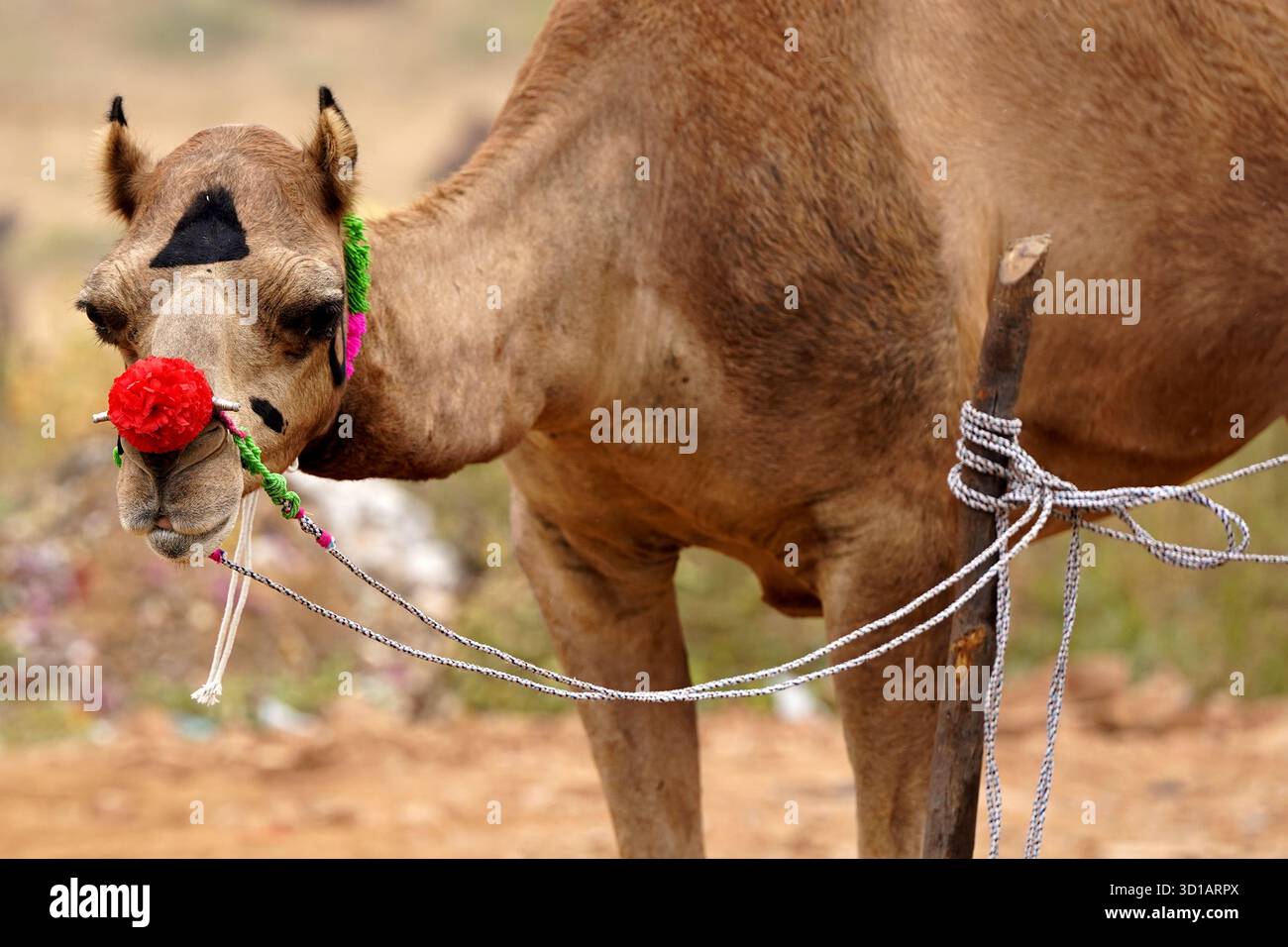 Pushkar in Rajasthan, India. 27 Oct, 2025. Indian Camel herders with ...