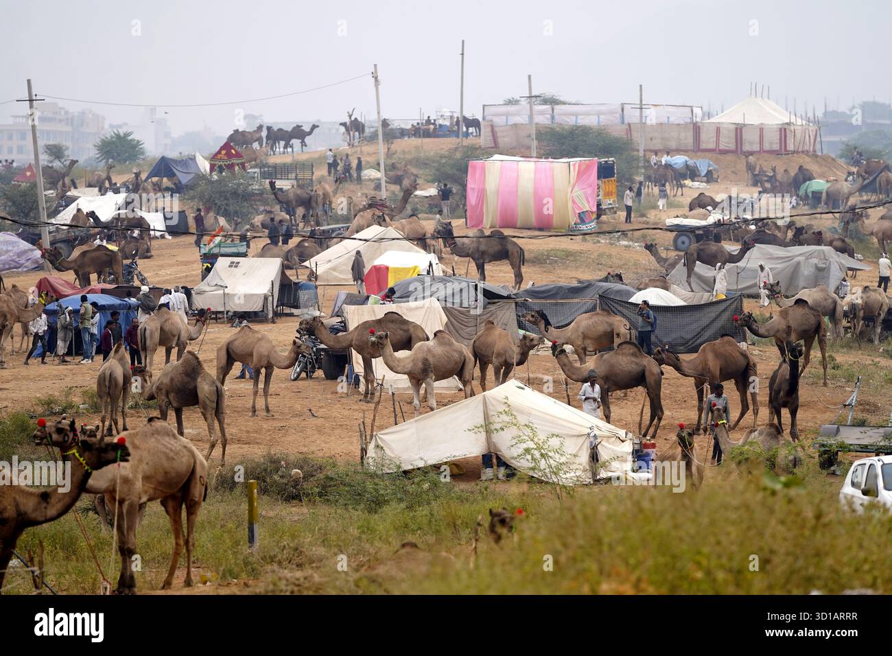 Pushkar in Rajasthan, India. 27 Oct, 2025. Indian Camel herders with their livestock at the ...