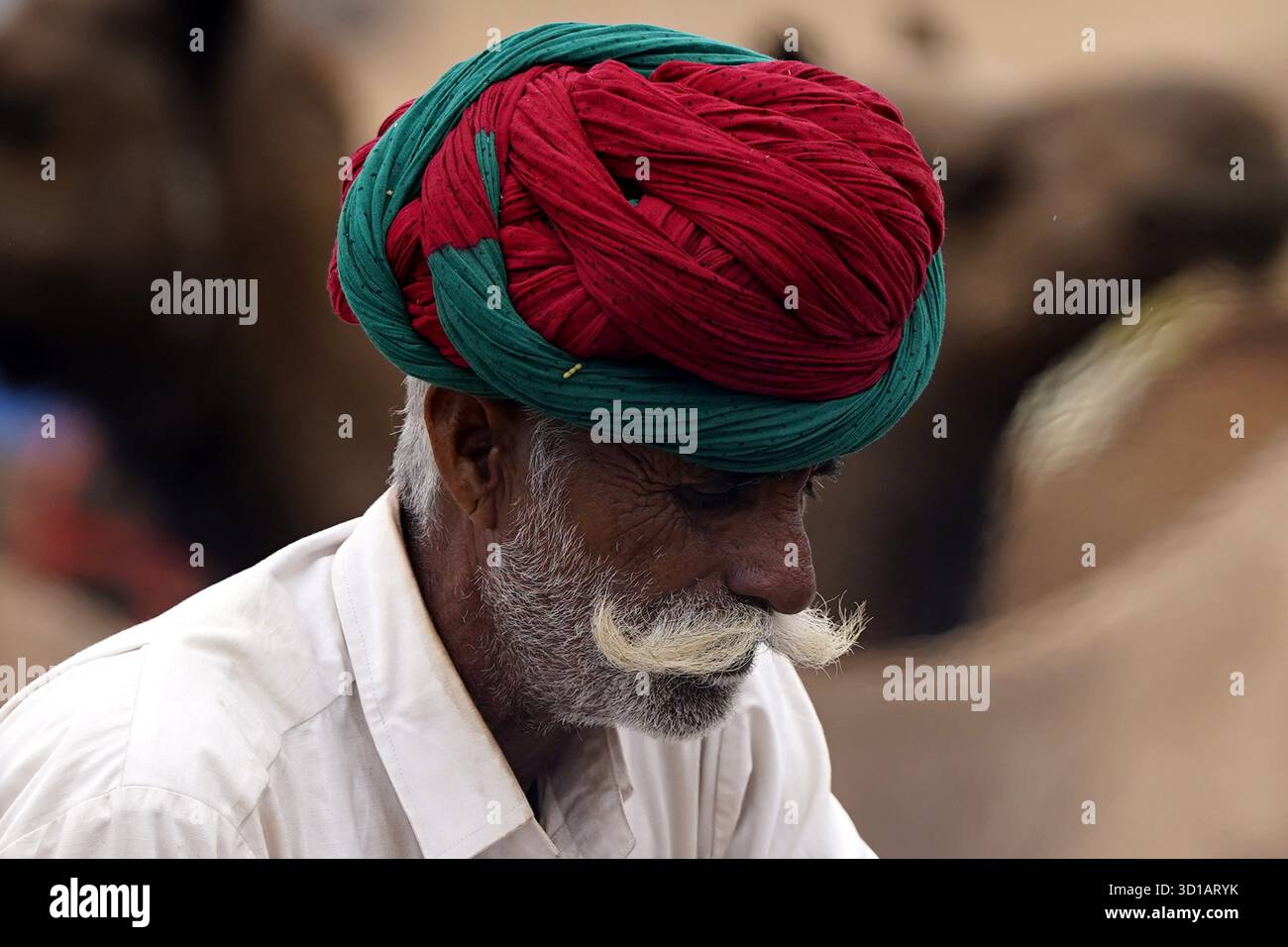 Pushkar in Rajasthan, India. 27 Oct, 2025. Indian Camel herders with ...