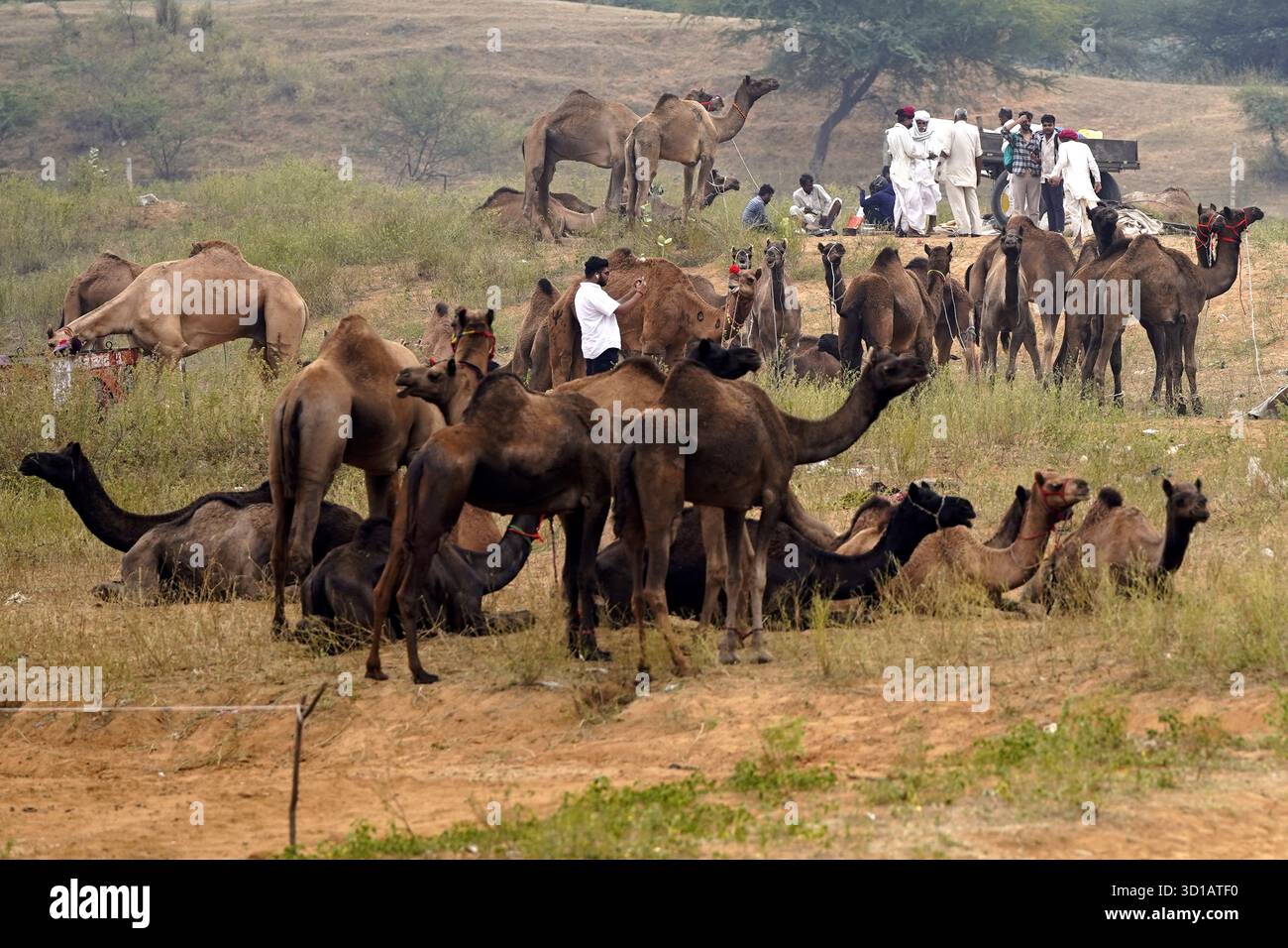 Pushkar in Rajasthan, India. 27 Oct, 2025. Indian Camel herders with ...