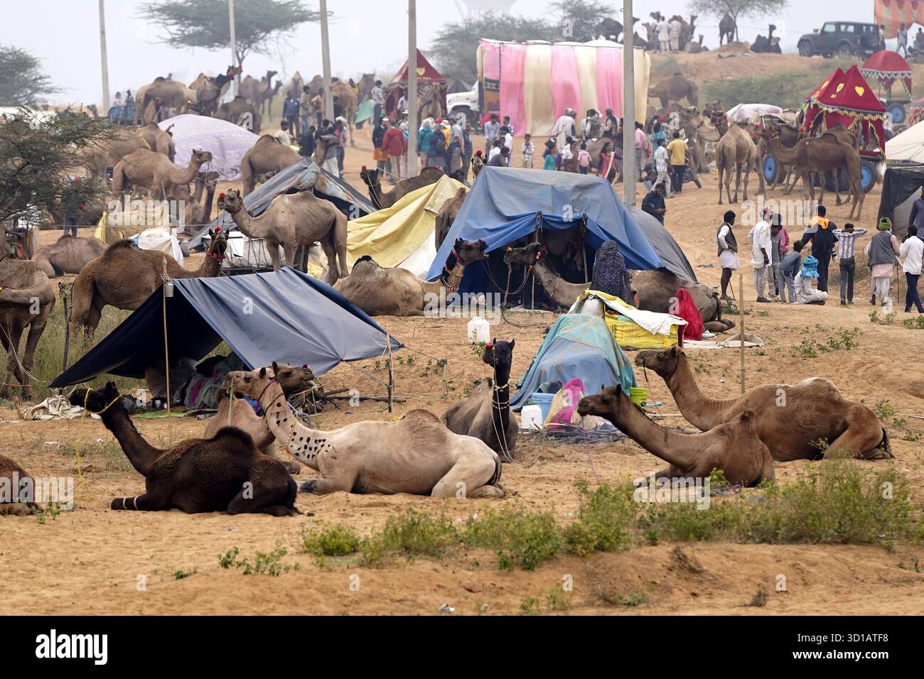 Pushkar in Rajasthan, India. 27 Oct, 2025. Indian Camel herders with ...
