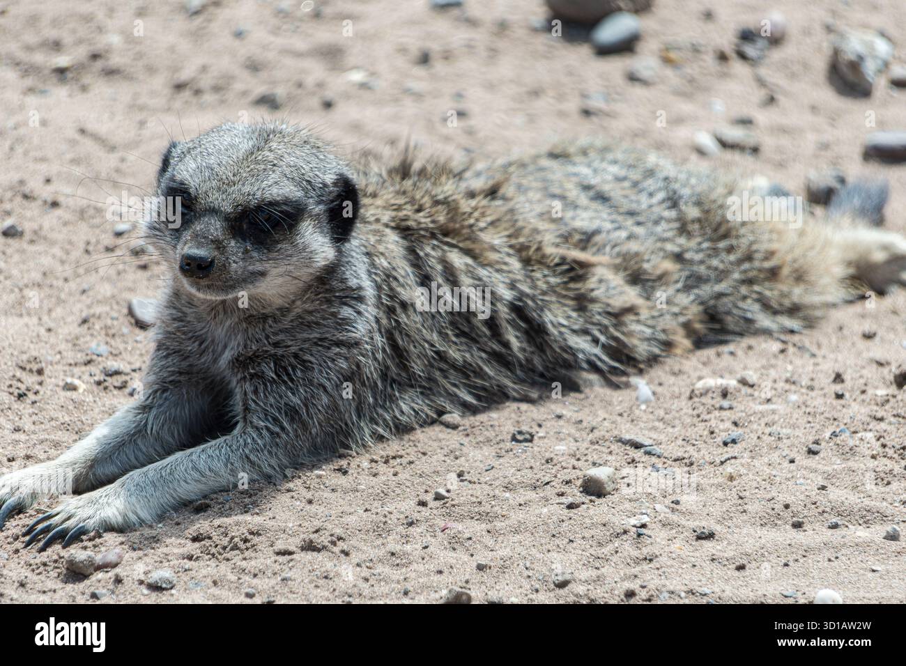 Baboon and emotional expression hi-res stock photography and images - Alamy