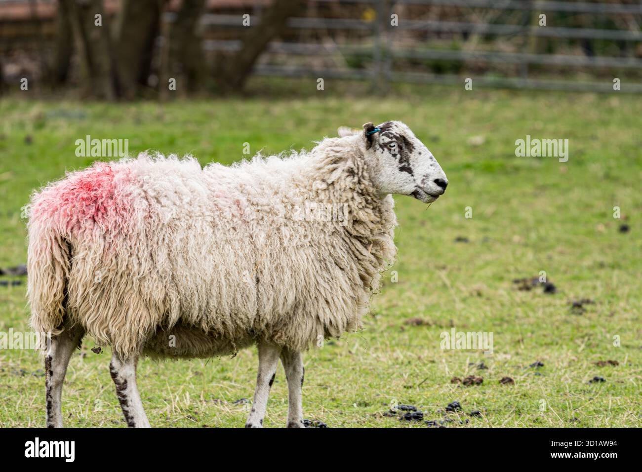 Red marked sheep hi-res stock photography and images - Alamy