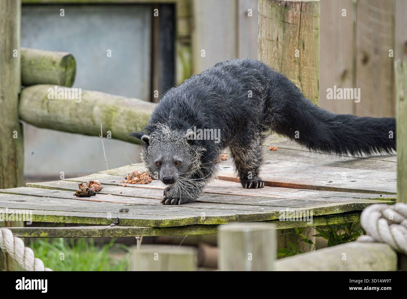 Binturong and animal anatomy hi-res stock photography and images - Alamy