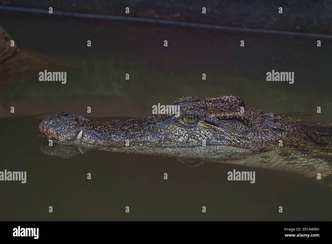 Gharial and reptilian gaze hi-res stock photography and images - Alamy