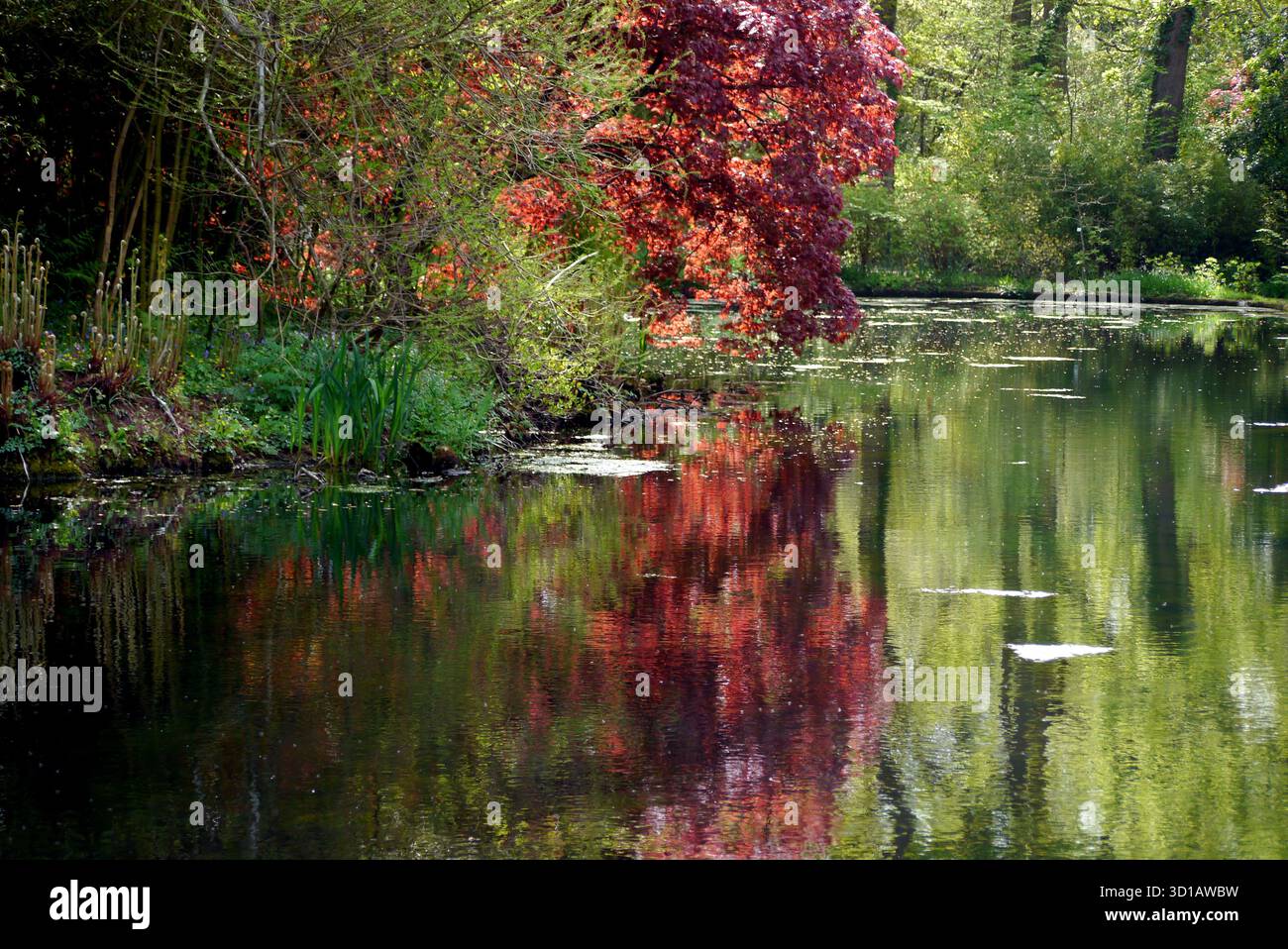 Azalea bowl pond hi-res stock photography and images - Alamy