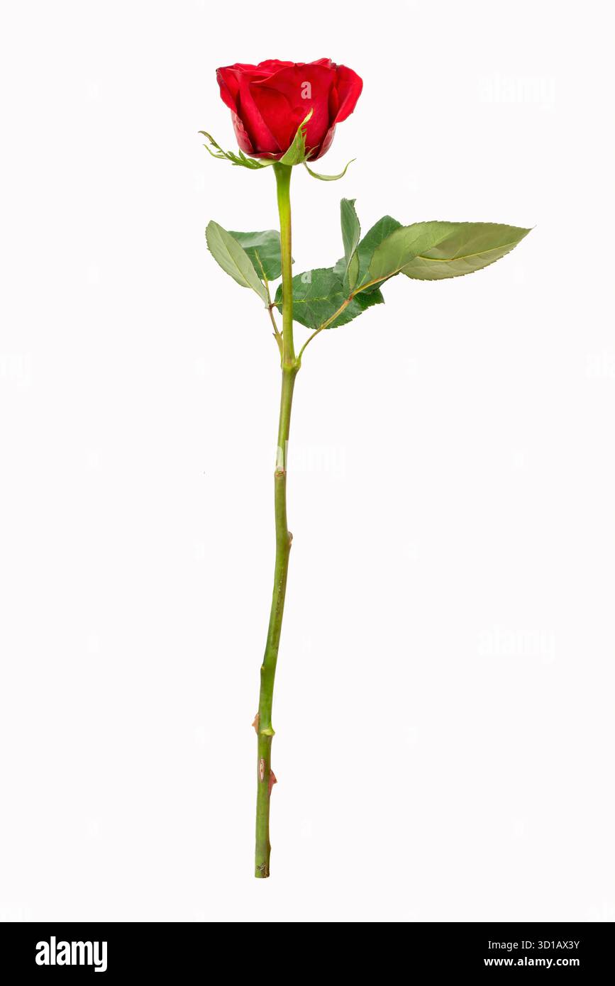 Long stem red rose isolated on white Stock Photo - Alamy