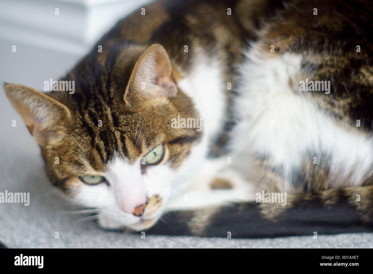 Sleepy gaze hi-res stock photography and images - Alamy
