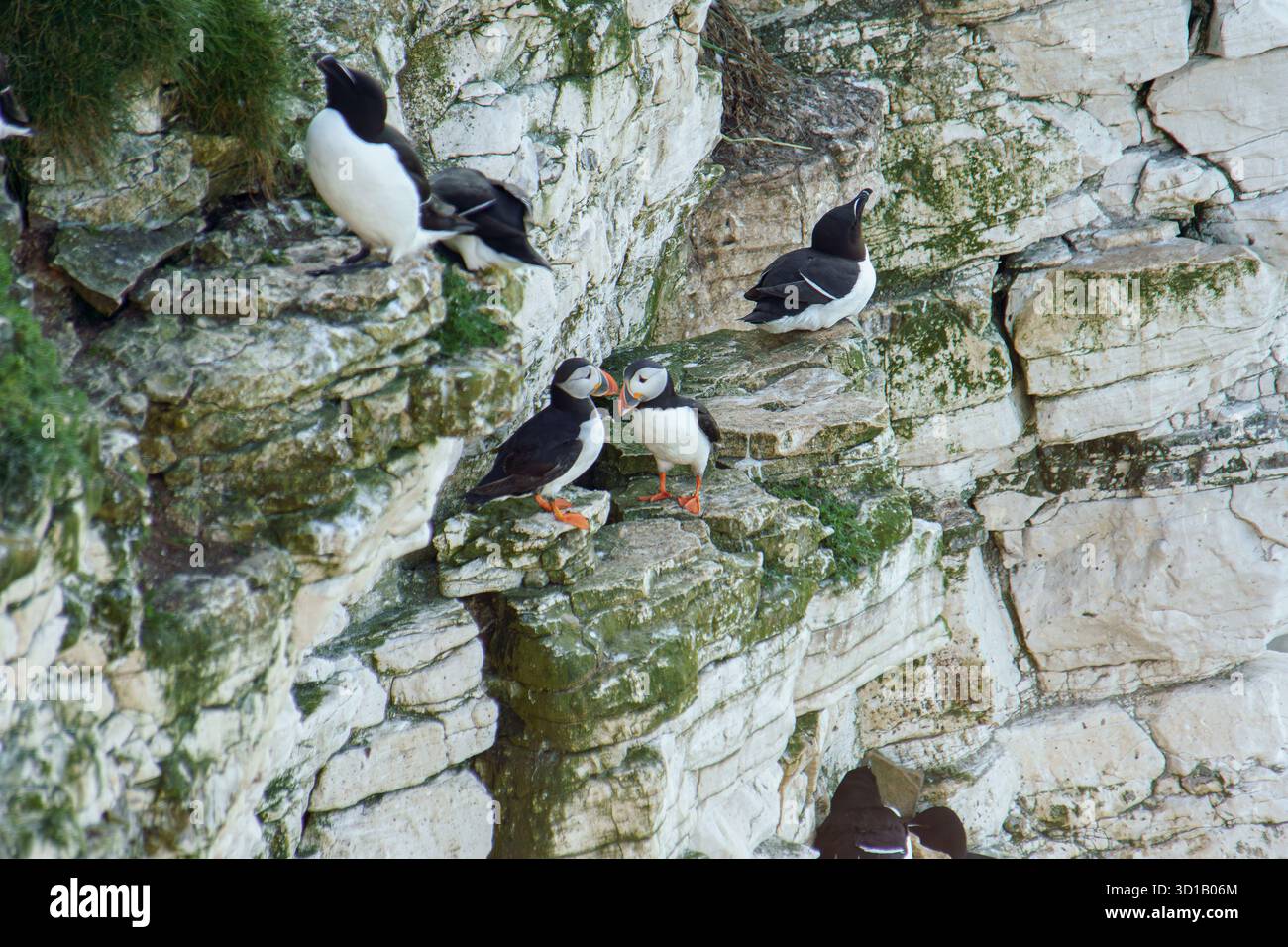 Puffins Nesting on Mossy Limestone Cliff Stock Photo - Alamy