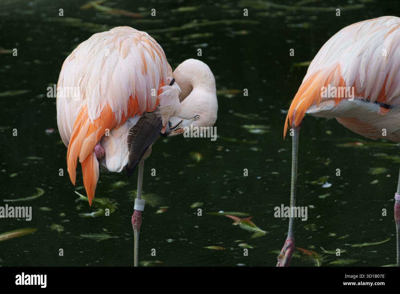 Grooming posture hi-res stock photography and images - Alamy