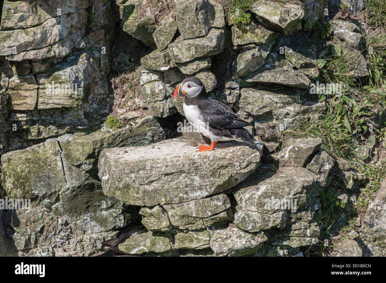 Puffin Holding Fish on Rocky Ledge Stock Photo - Alamy