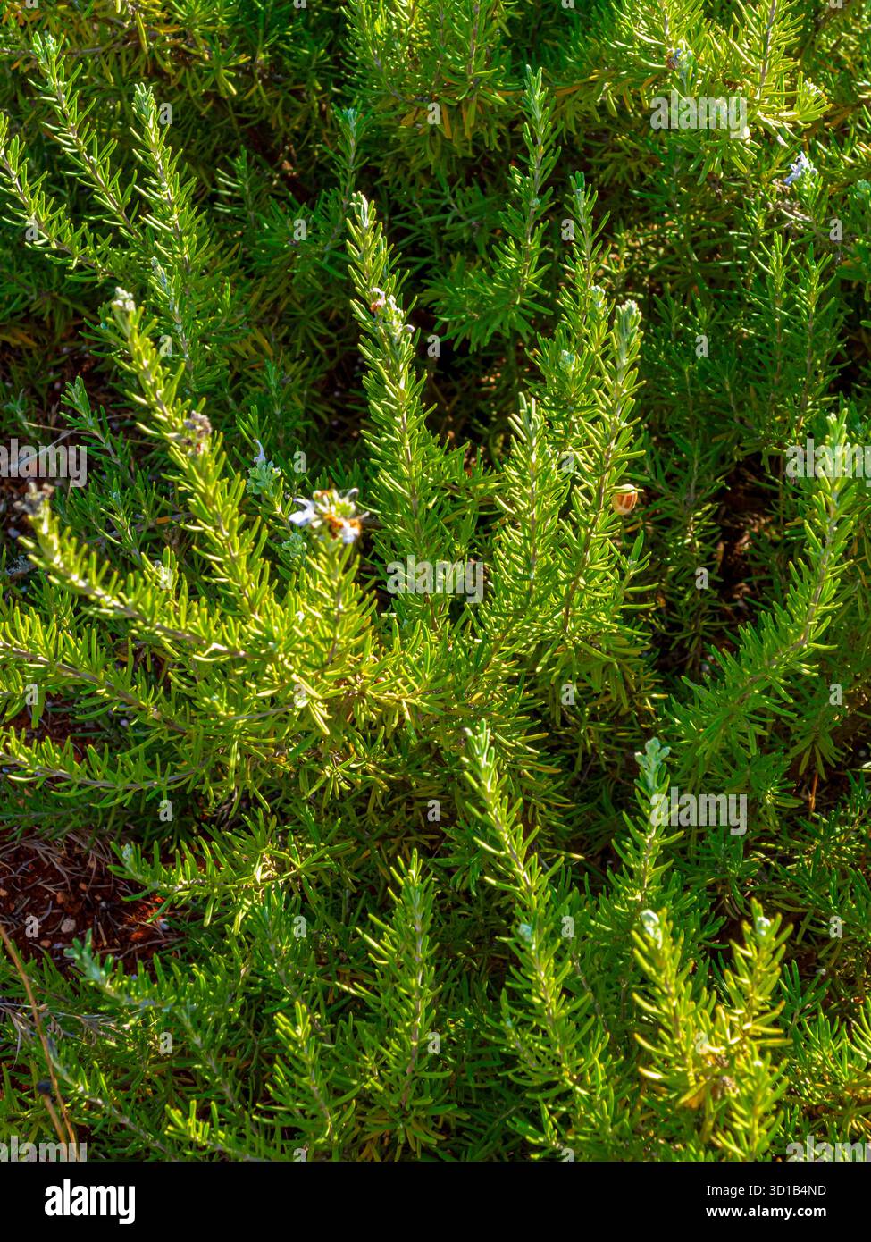 Rosemary (Salvia rosmarinus) an aromatic, evergreen Mediterranean shrub ...