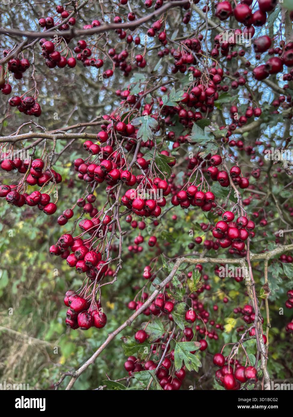 The deep red fruits of the Common Hawthorn,Crataegus monogyna, known as ...