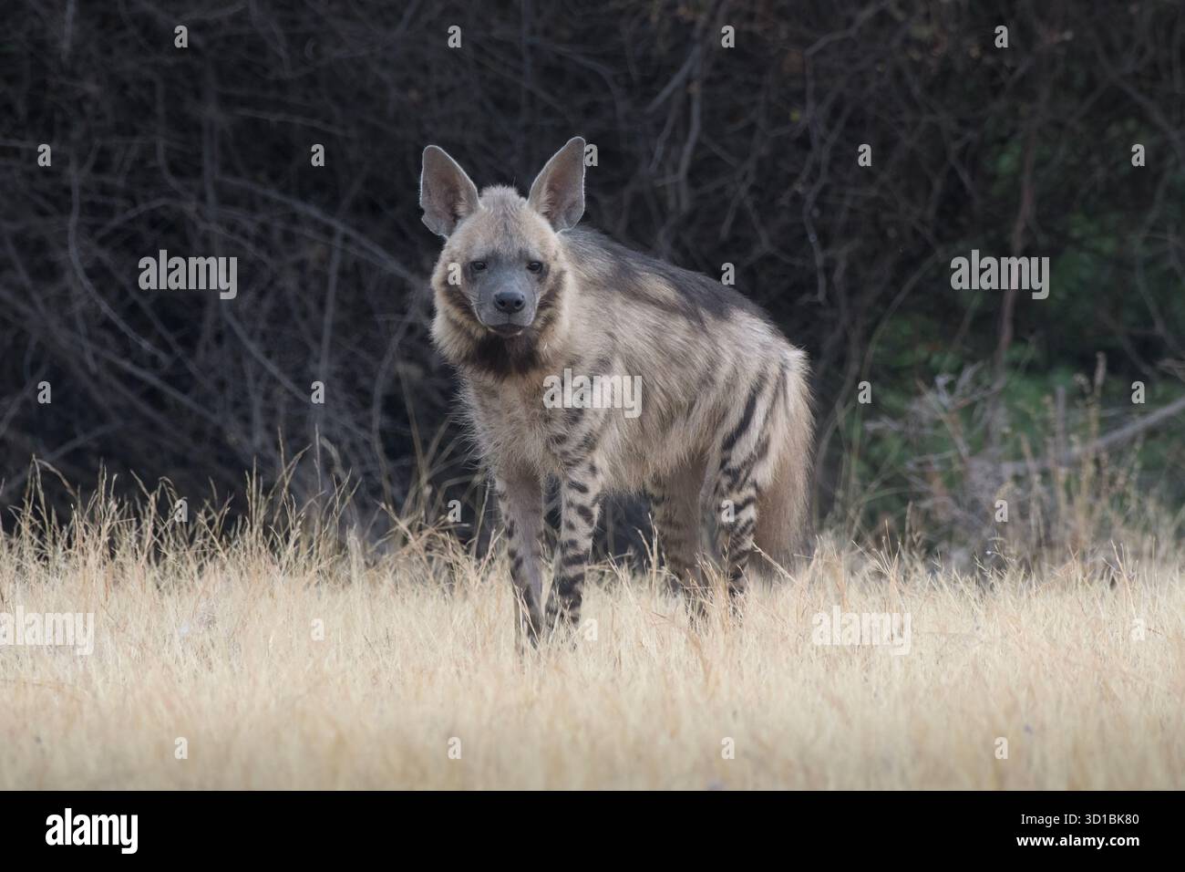 Striped Hyena (Hyaena hyaena) walking through the dry grasslands of ...