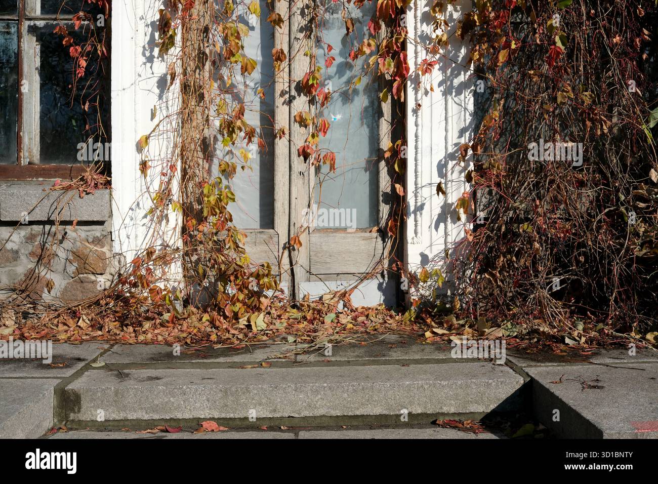 Vines crawl over a wooden doorway, capturing the essence of autumn's ...