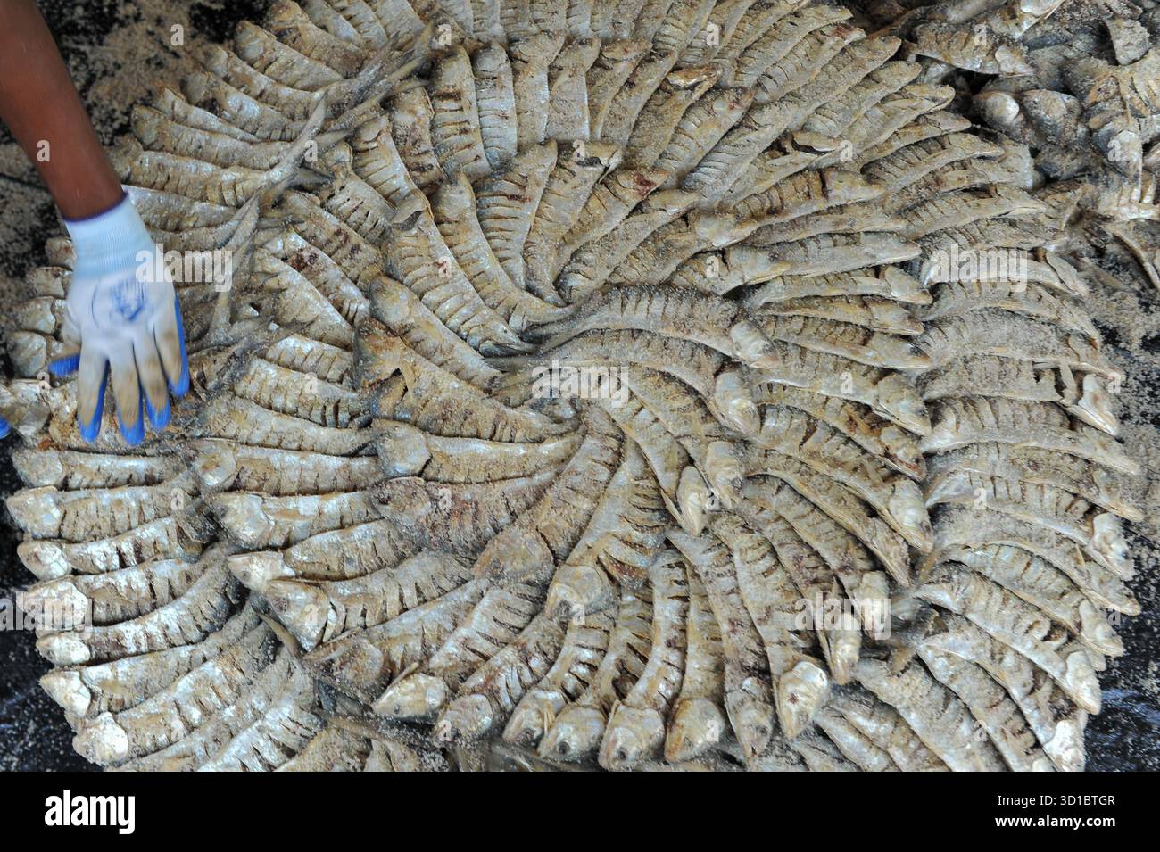 Chattogram, Bangladesh. 26th Oct, 2025. Workers processing salted Hilsa ...