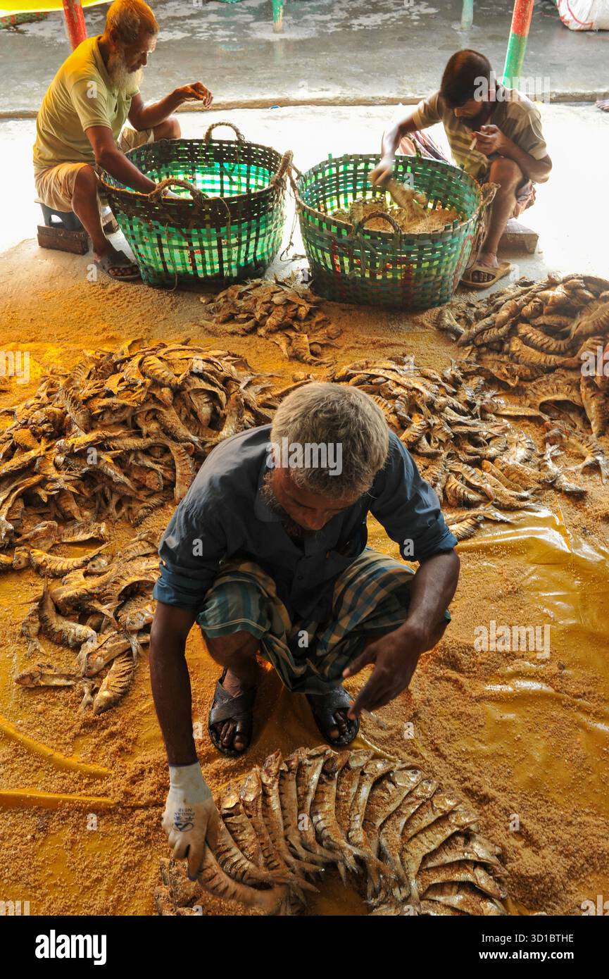 Chattogram, Bangladesh. 26th Oct, 2025. Workers processing salted Hilsa ...