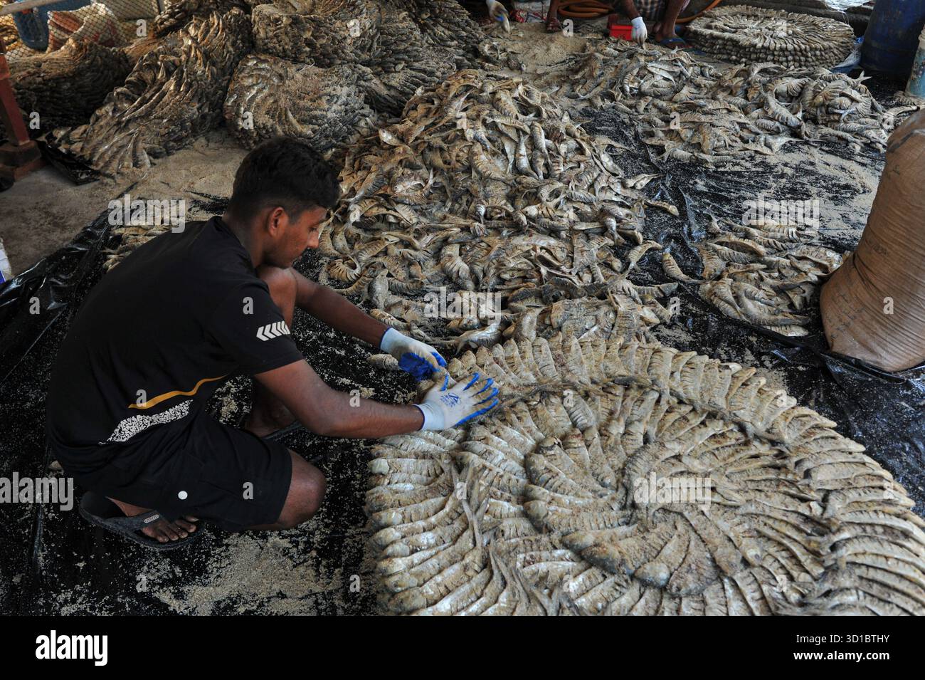 Chattogram, Bangladesh. 26th Oct, 2025. Workers processing salted Hilsa ...
