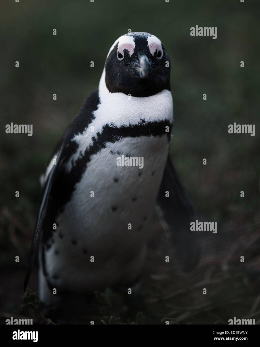 African penguin in cape hi-res stock photography and images - Alamy