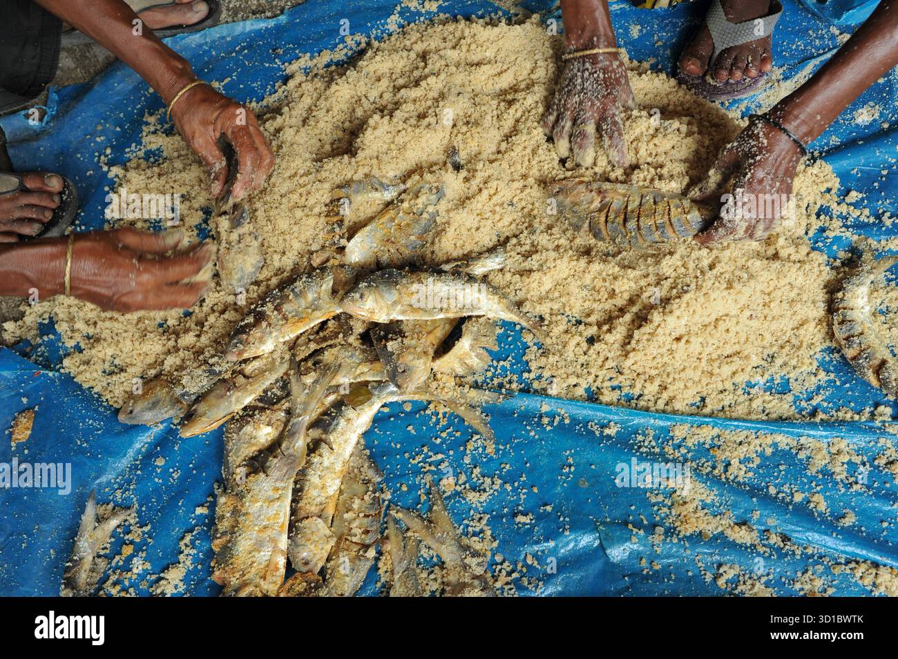 Chattogram, Bangladesh. 26th Oct, 2025. Workers processing salted Hilsa ...
