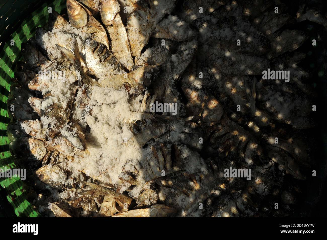 Chattogram, Bangladesh. 26th Oct, 2025. Workers processing salted Hilsa ...