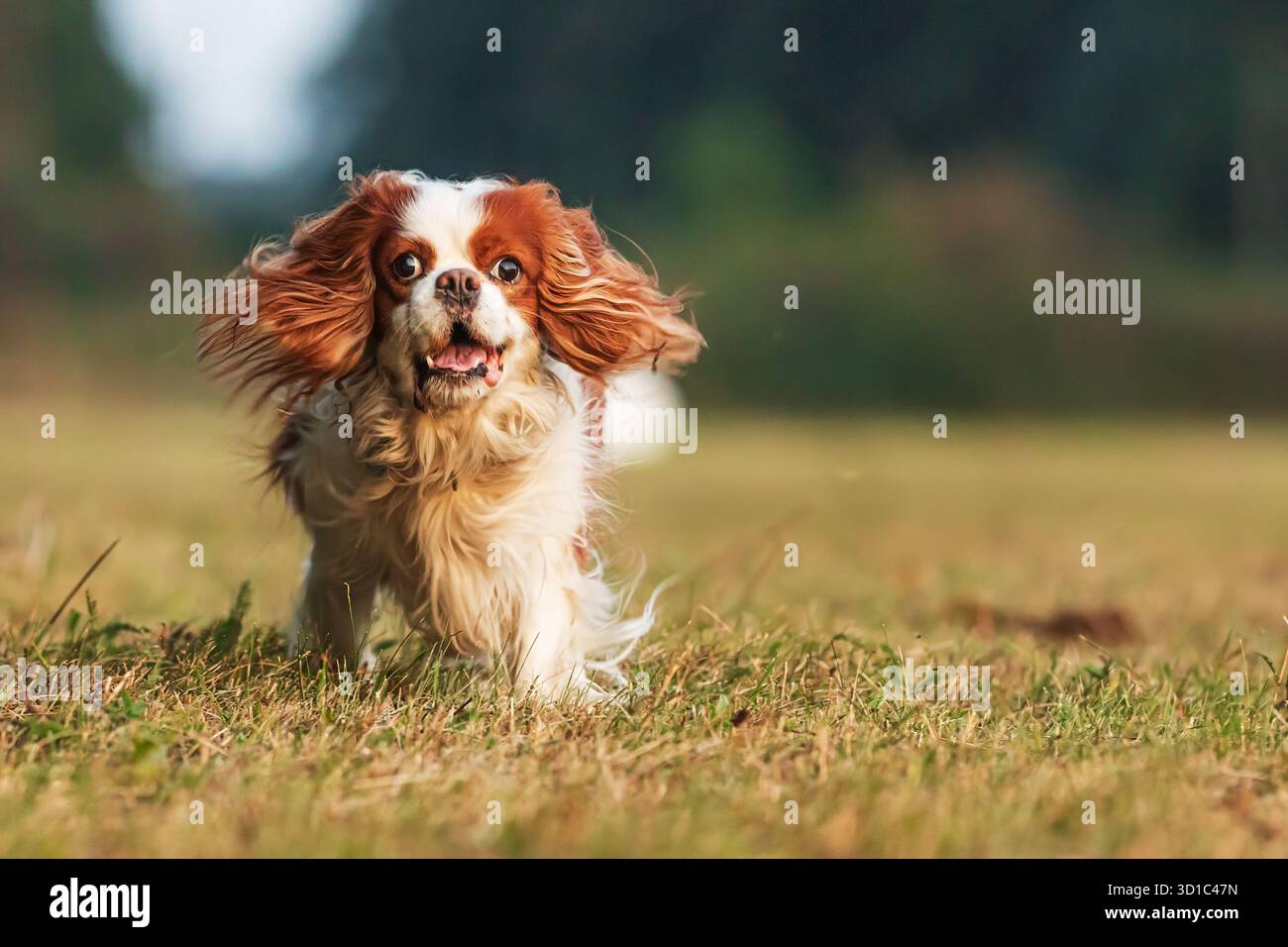 king charles cavalier spaniel running on the grass, he's cute Stock ...