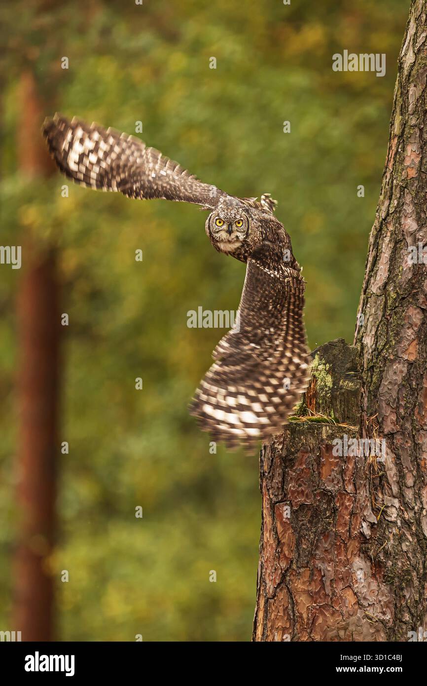 male The spotted eagle-owl (Bubo africanus), also known as the African ...