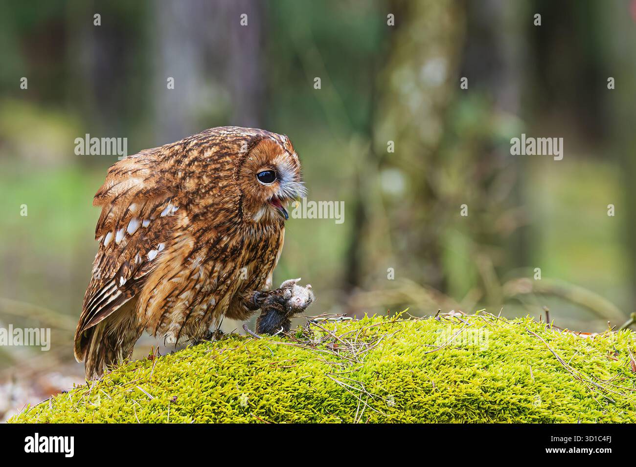 Owl caught small bird hi-res stock photography and images - Alamy