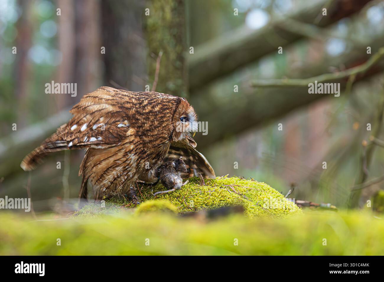 Owl caught small bird hi-res stock photography and images - Alamy