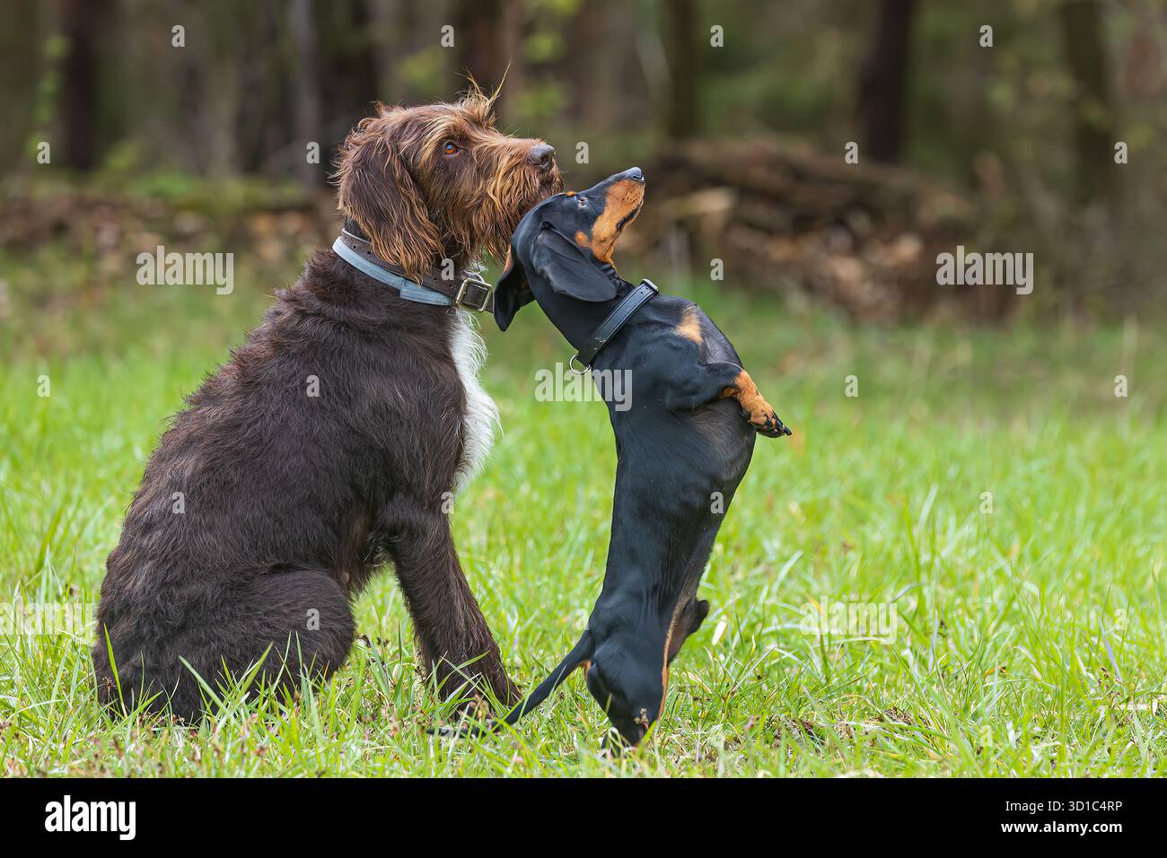 Czech breed of versatile hunting dog that was traditionally and ...