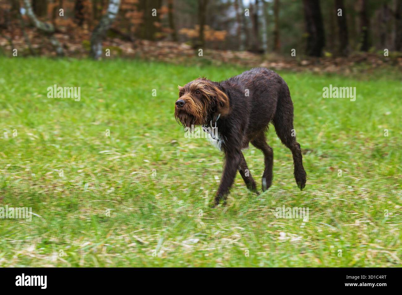 Czech breed of versatile hunting dog that was traditionally and ...
