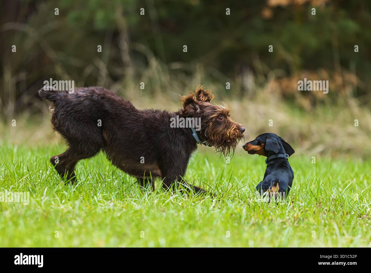 Czech breed of versatile hunting dog that was traditionally and ...