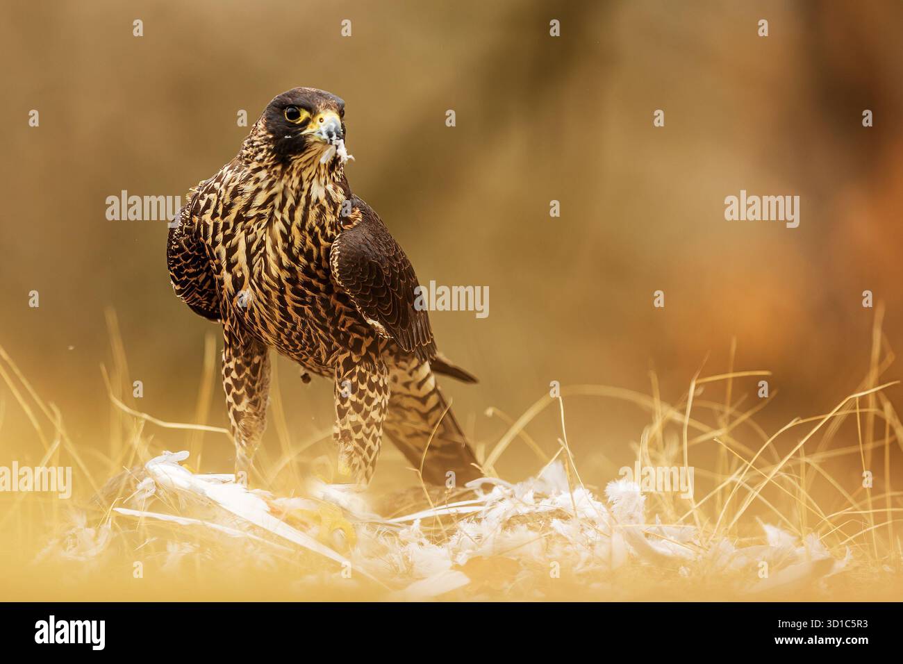 The peregrine falcon (Falco peregrinus), also known simply as the ...