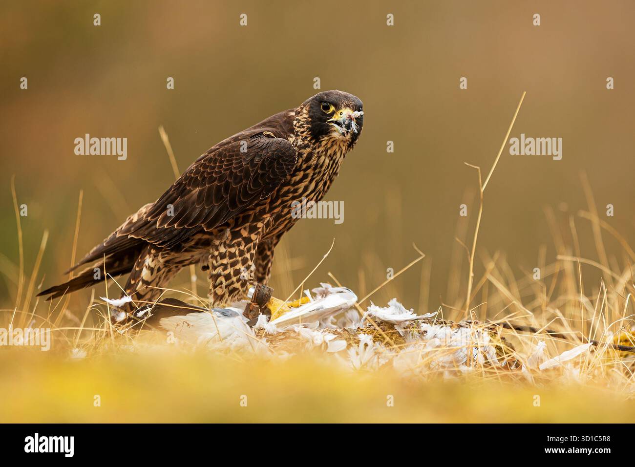 The peregrine falcon (Falco peregrinus), also known simply as the ...