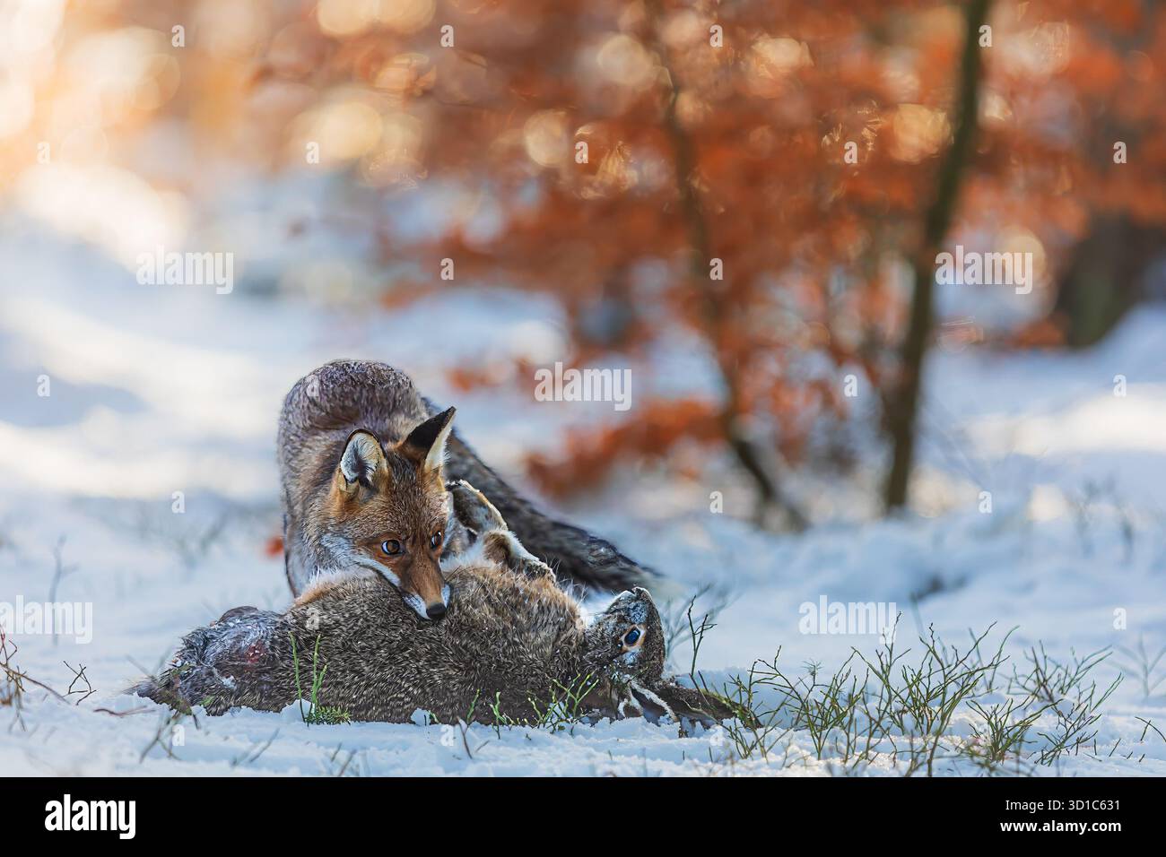 red fox (Vulpes vulpes) has hunted a hare in the winter woods Stock ...