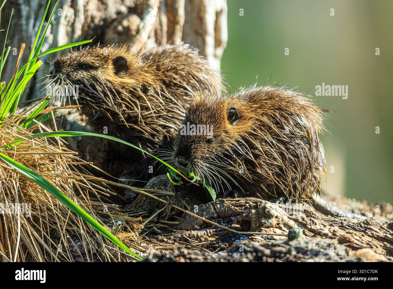 The nutria (Myocastor coypus) small animal Stock Photo - Alamy
