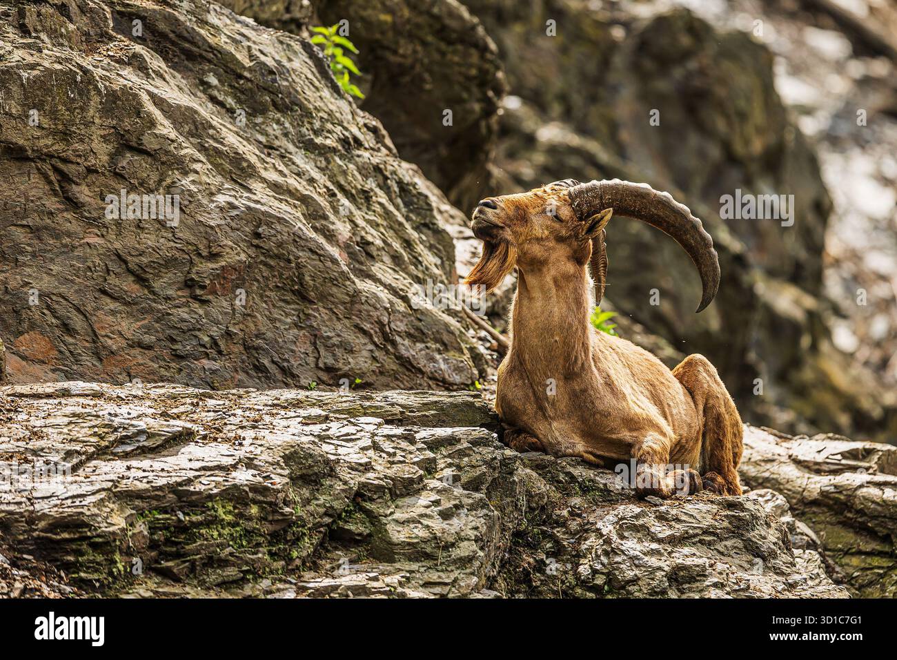 male The Iberian ibex (Capra pyrenaica), also known as the Spanish ibex ...