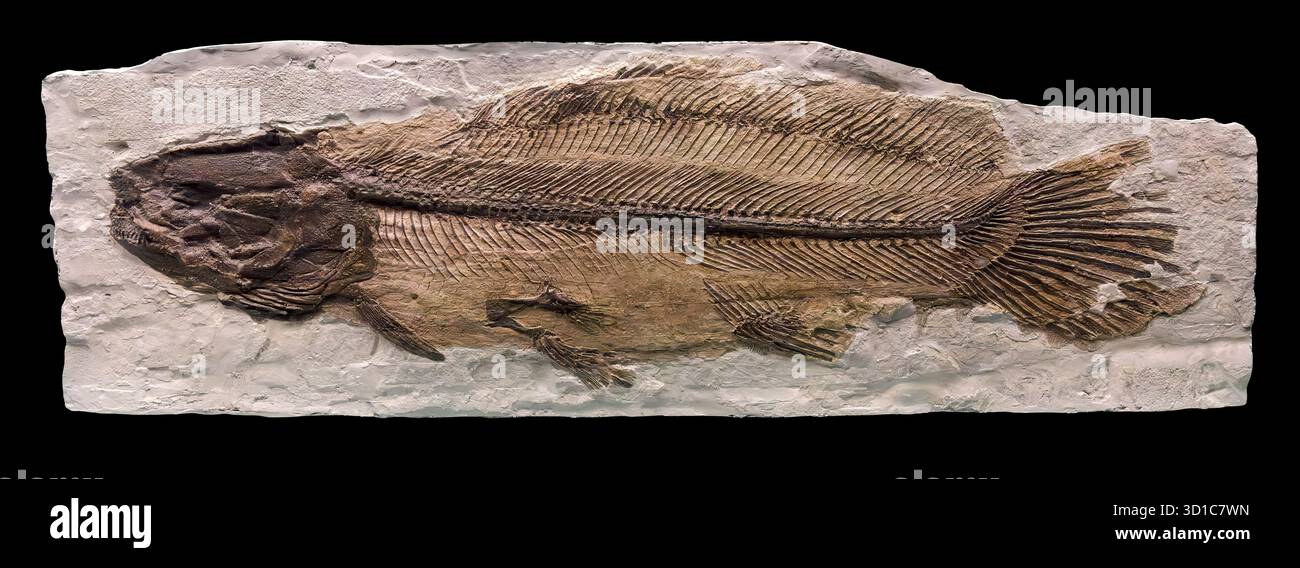 Amiiformes hi-res stock photography and images - Alamy