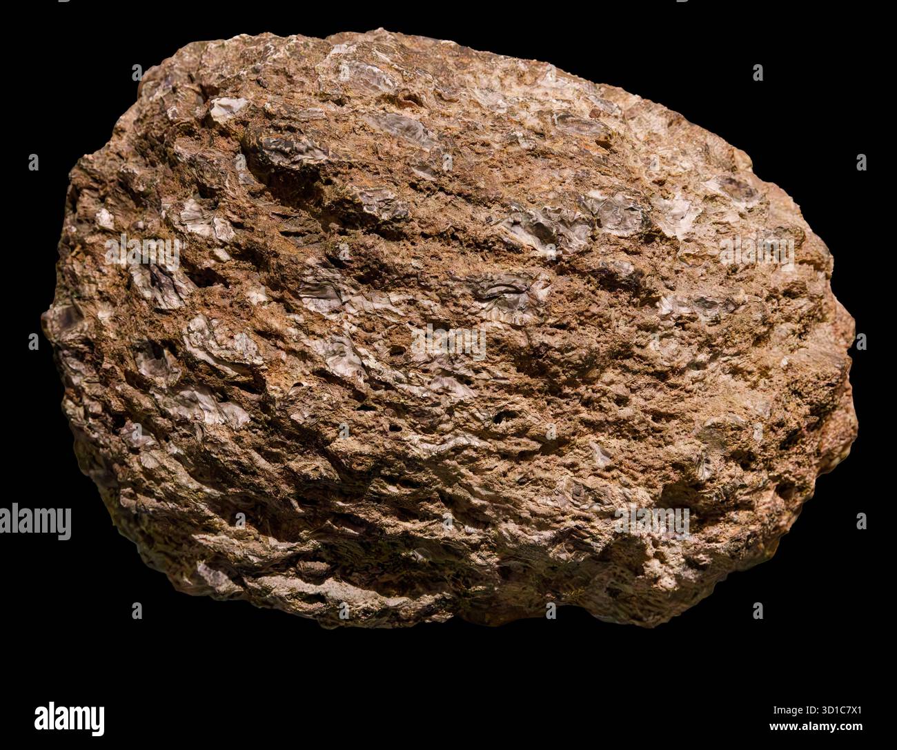 Petrified cycadeoid trunk (Cycadeoidea sp.), Early Cretaceous Period ...