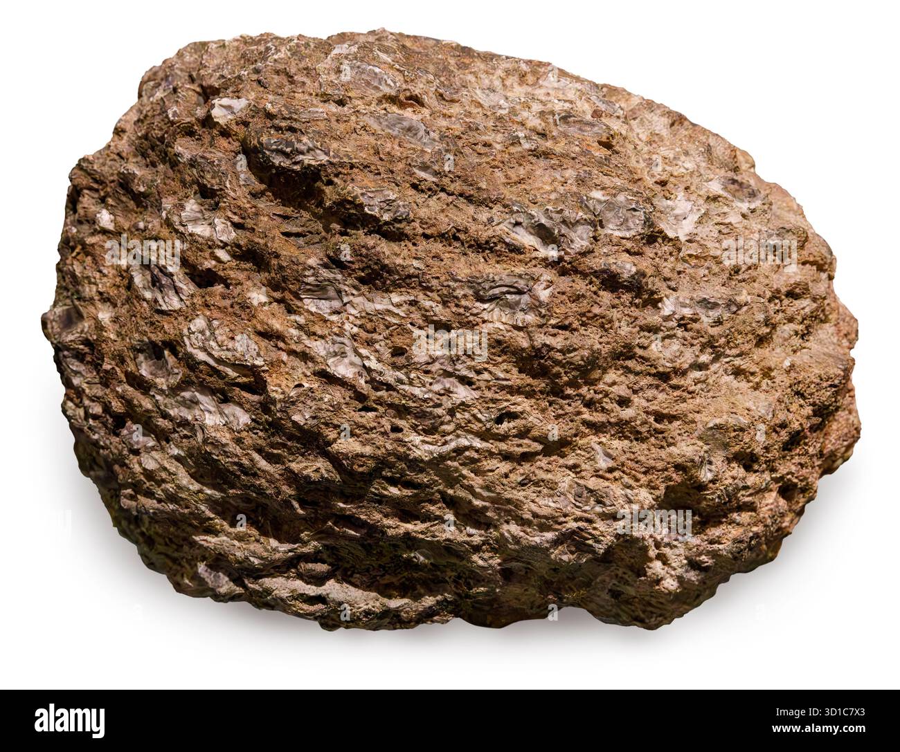 Bennettitalean hi-res stock photography and images - Alamy