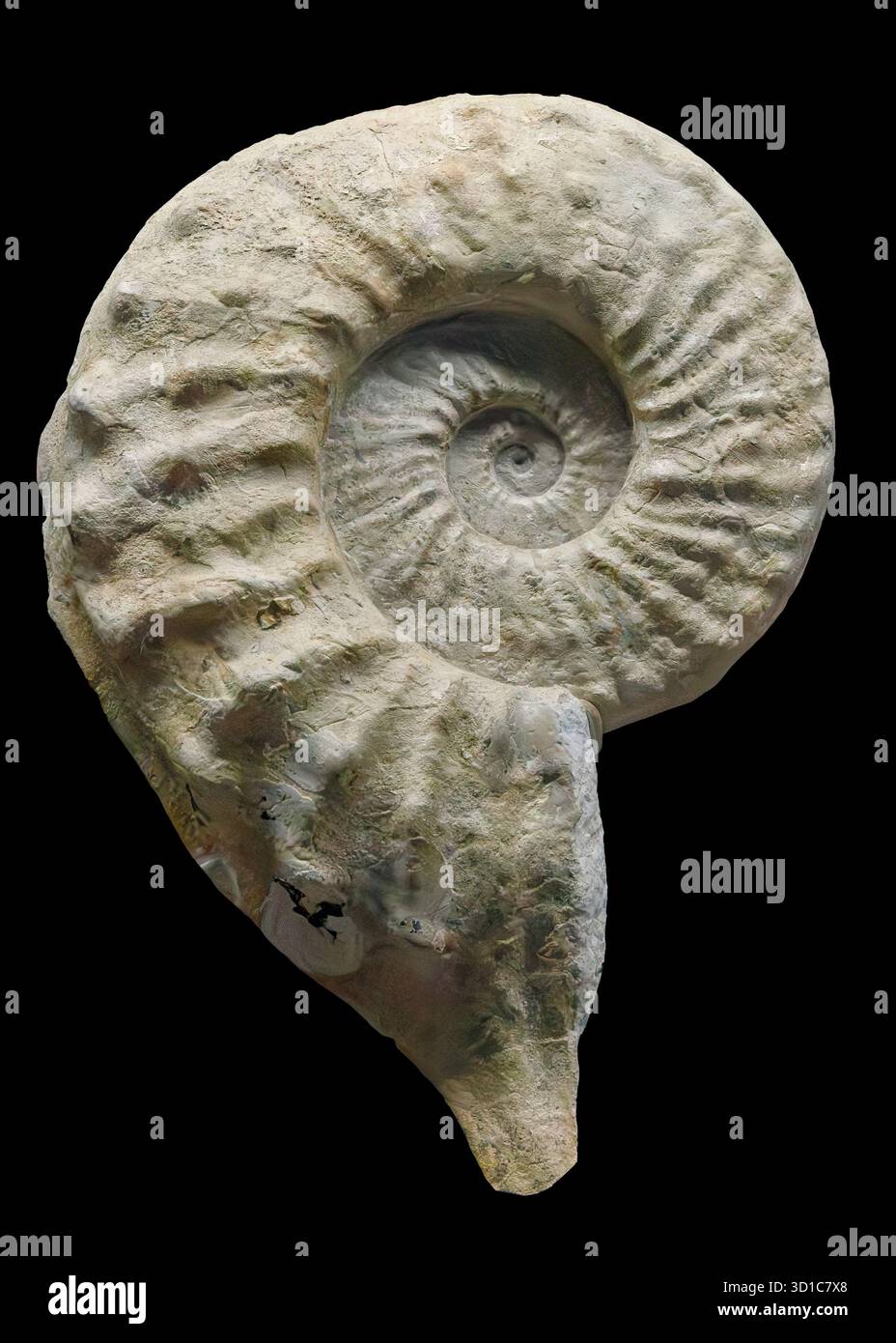 Finned ammonite (Mortoniceras drakei), Early Cretaceous Period (105 ...